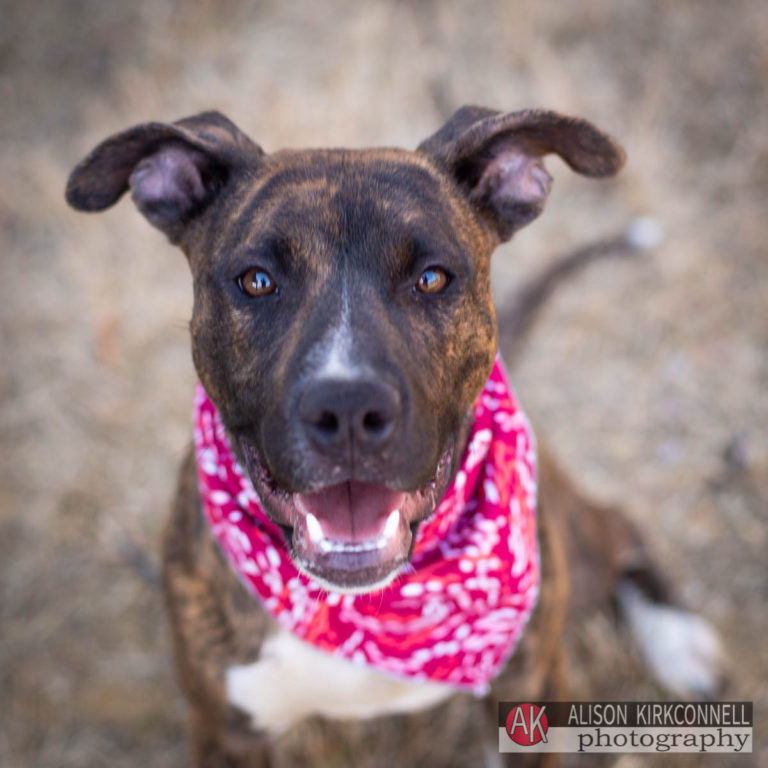 Beautiful high energy young brindle pit bull mix - 365 shelter dogs
